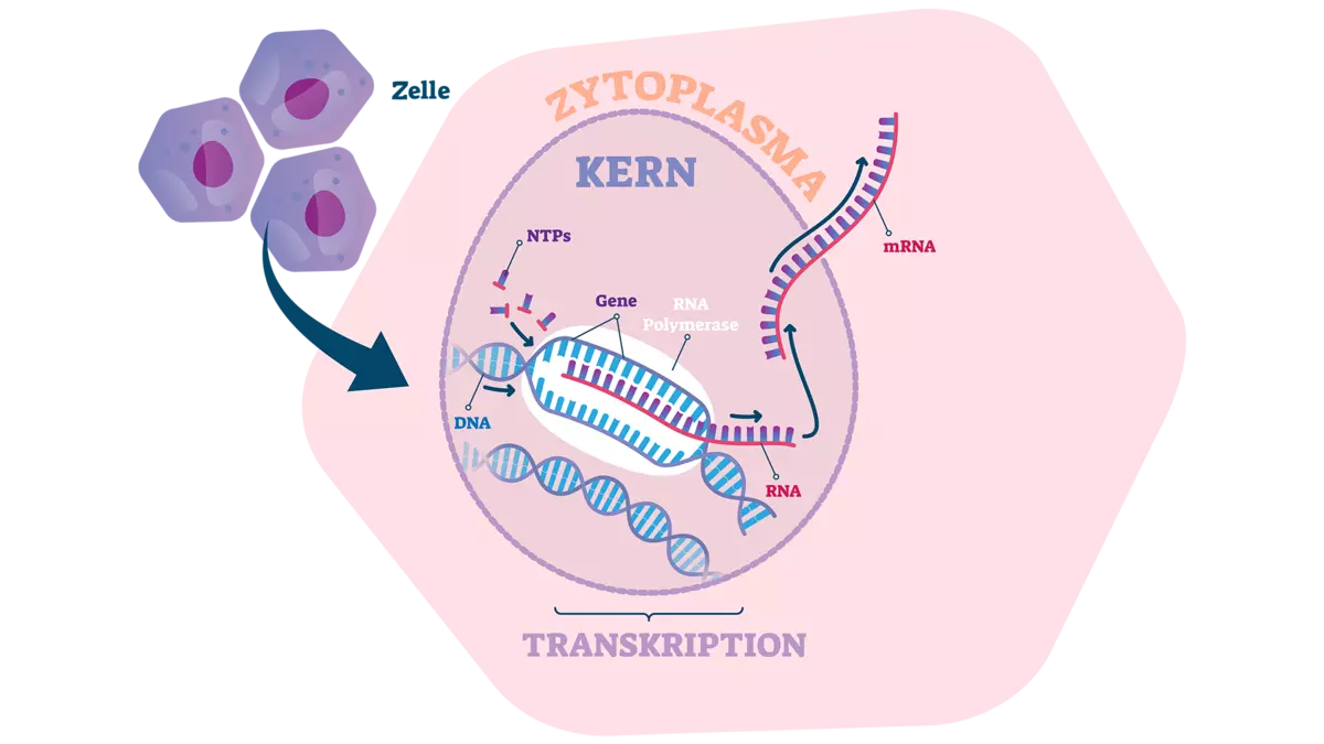Transkription – erster Teil der Genexpression: Wie mRNA im Körper ...